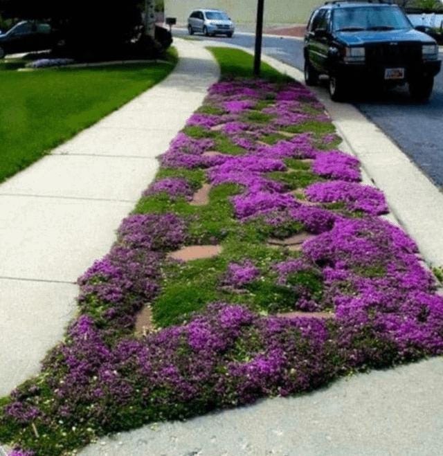 Thymus Praecox ‘coccineus’ | Red Creeping Thyme, Aromatic Groundcover ...