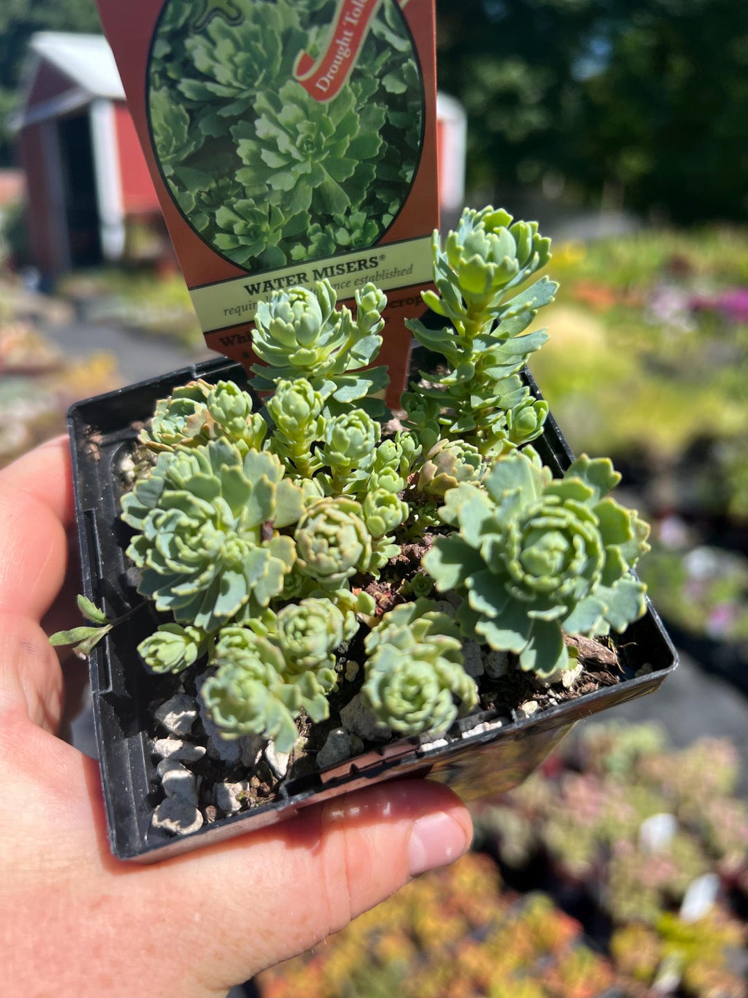 Sedum Pachyclados | White Diamond Stonecrop - Etsy
