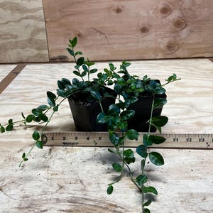 Vinca Minor 'merlot’ | Burgundy Purple Periwinkle | Evergreen ...