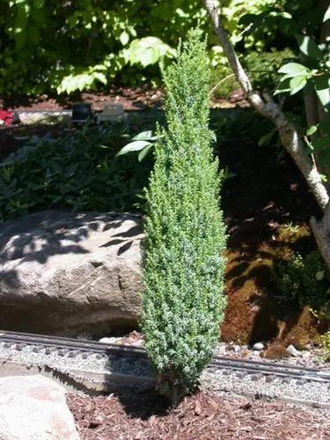 Juniperus Communis 'compressa' | Dwarf Columnar Juniper, Evergreen ...
