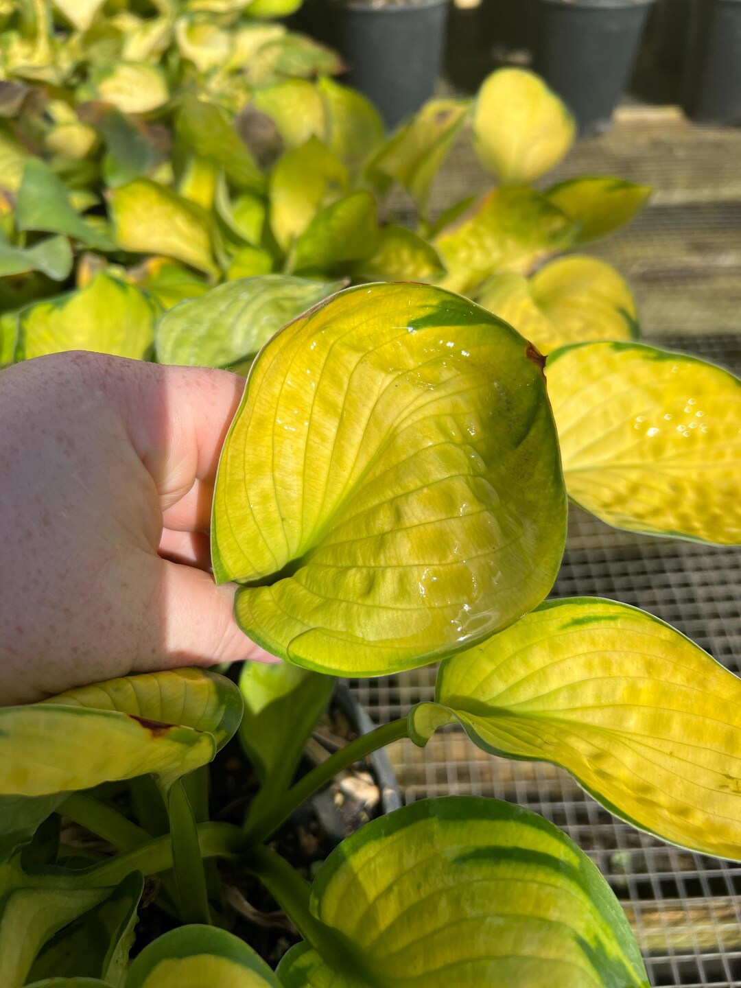 PRE-ORDER Spring Bulbs Hosta Rainforest Sunrise, Small Variegated Hosta ...