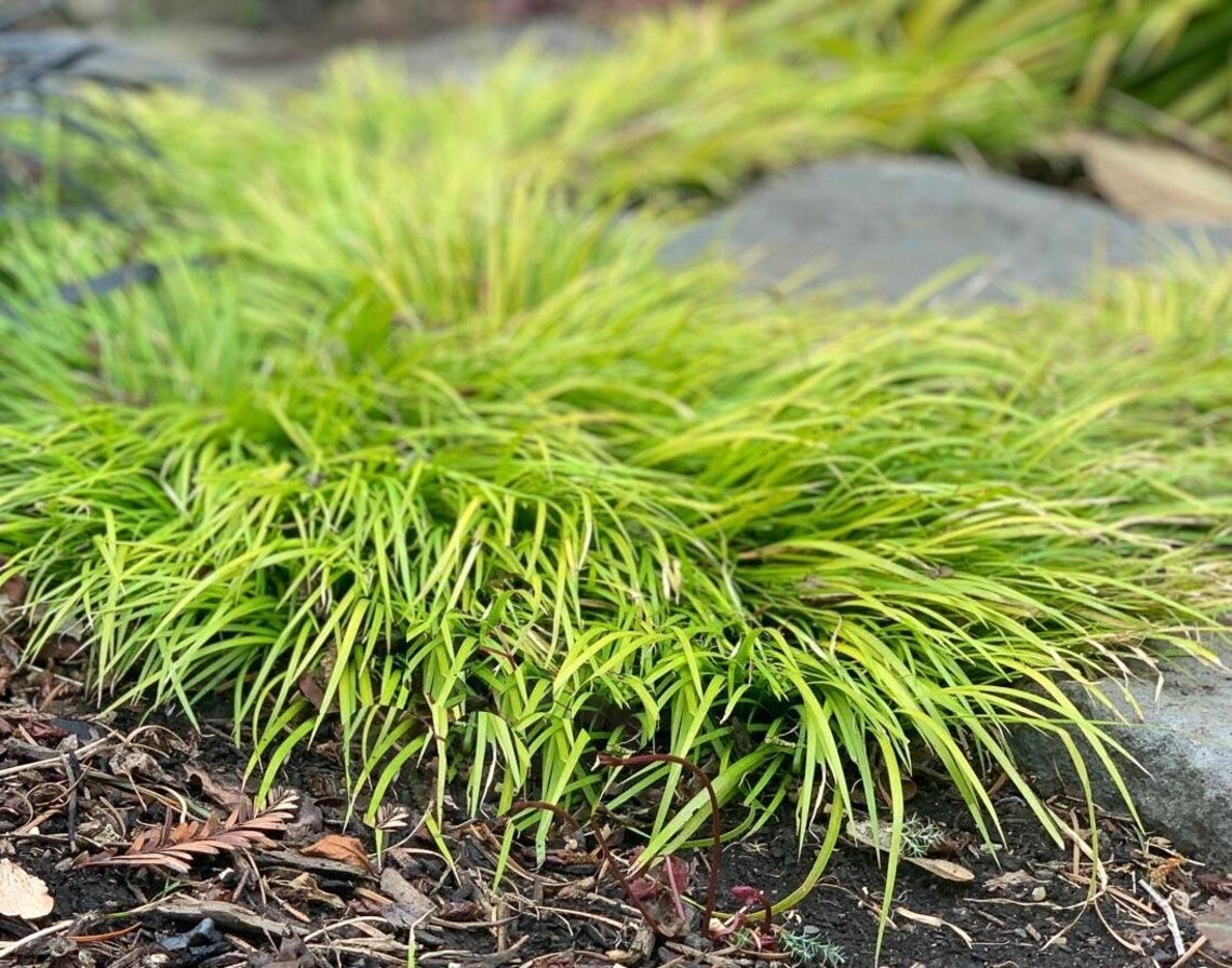 Acorus Gramineus 'minimus Aureus' | Dwarf Golden Sweet Flag, Evergreen ...