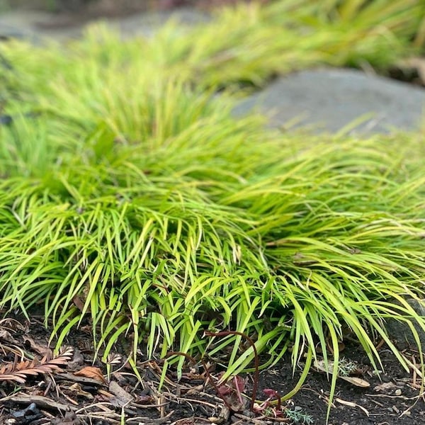Dwarf Ornamental Grasses - Etsy