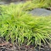 Acorus Gramineus 'minimus Aureus' | Dwarf Golden Sweet Flag, Evergreen ...