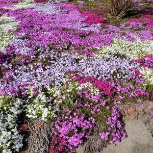 Phlox Subulata 'eye Caramba' Creeping Phlox Evergreen Groundcover 3.5 ...