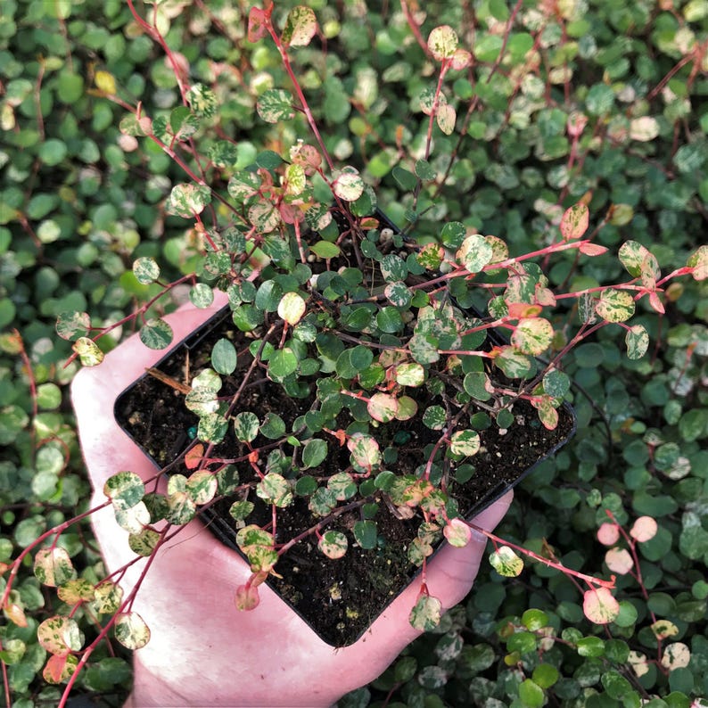 Muehlenbeckia Axillaris 'tricolor' | Multi-colored Wire Vine, Dense ...