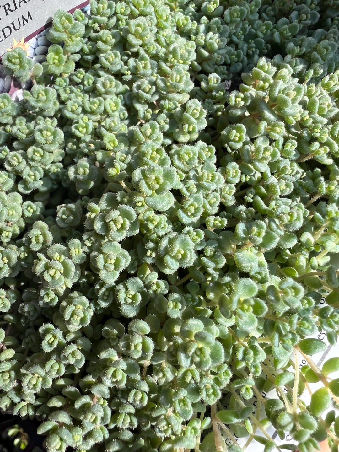 Sedum Anglicum 'love Triangle' | Silver Blue Stonecrop Succulent ...