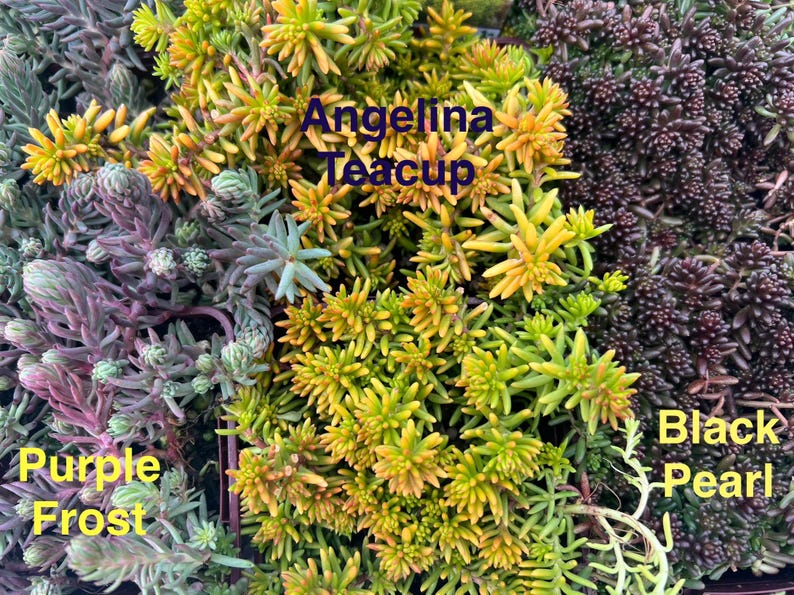 Sedum Reflexum 'angelina Teacup' | Golden Stonecrop | Drought-tolerant ...