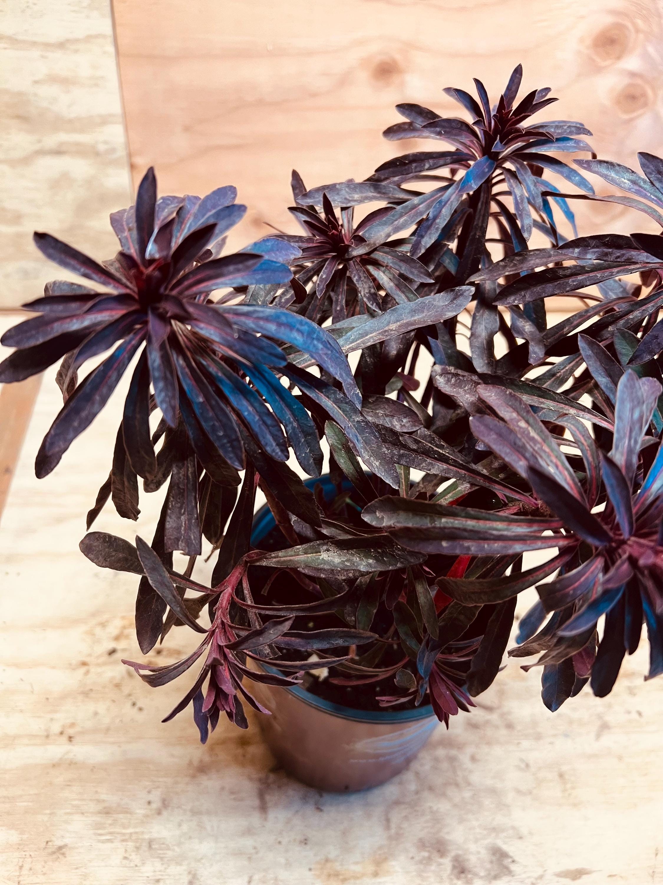 Euphorbia 'miner's Merlot' | Deep Purple Red Spurge, Evergreen - Etsy