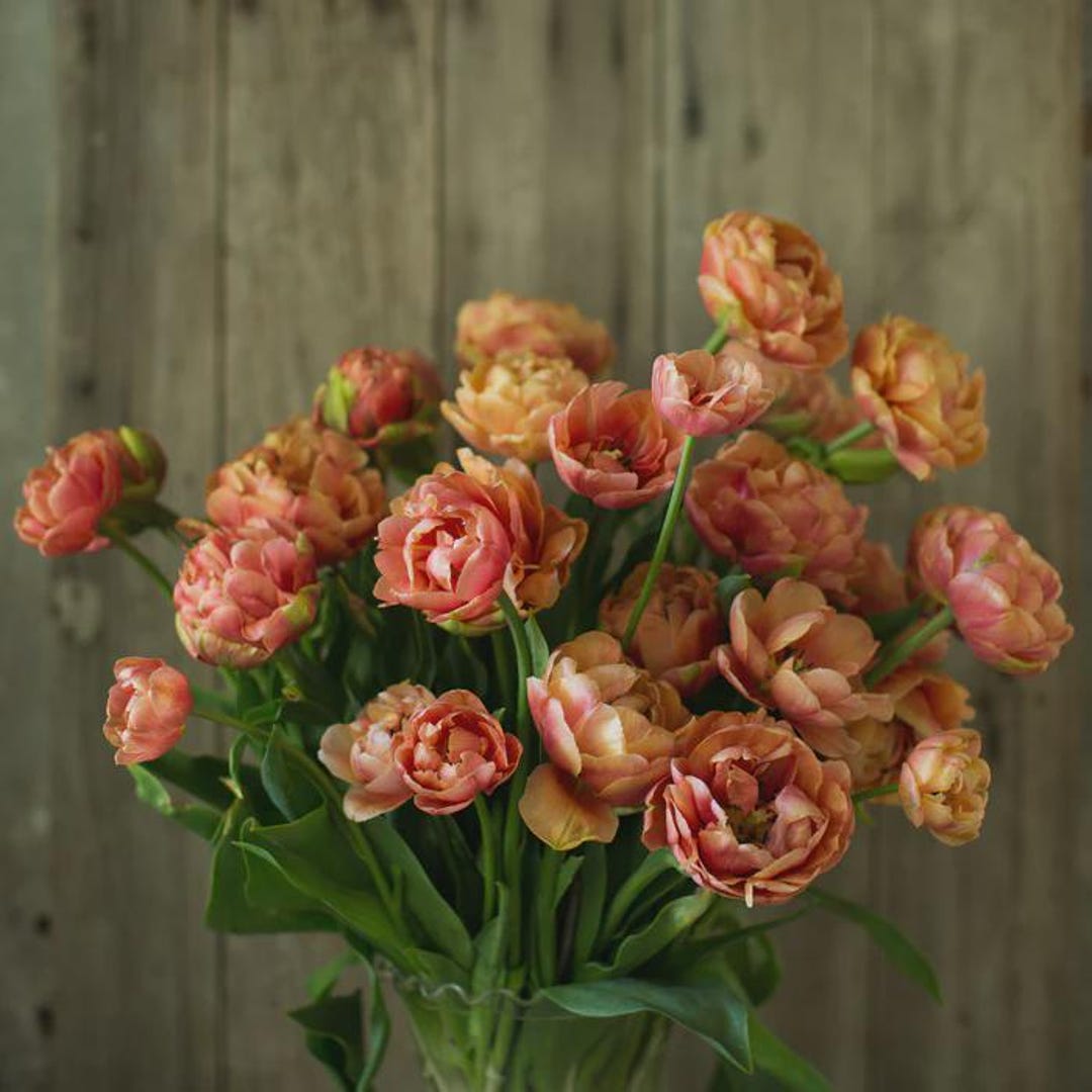 Tulip Double Late Season 'copper Image' | Peony Tulip | Spring ...