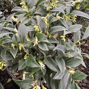Sarcococca Ruscifolia | Fragrant Sweet Box, Evergreen Shrub - 1 Gallon ...