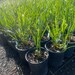 Karl Forester Reed Grass, Calamagrostis 6 Pot 1 Gallon, Fully Rooted ...