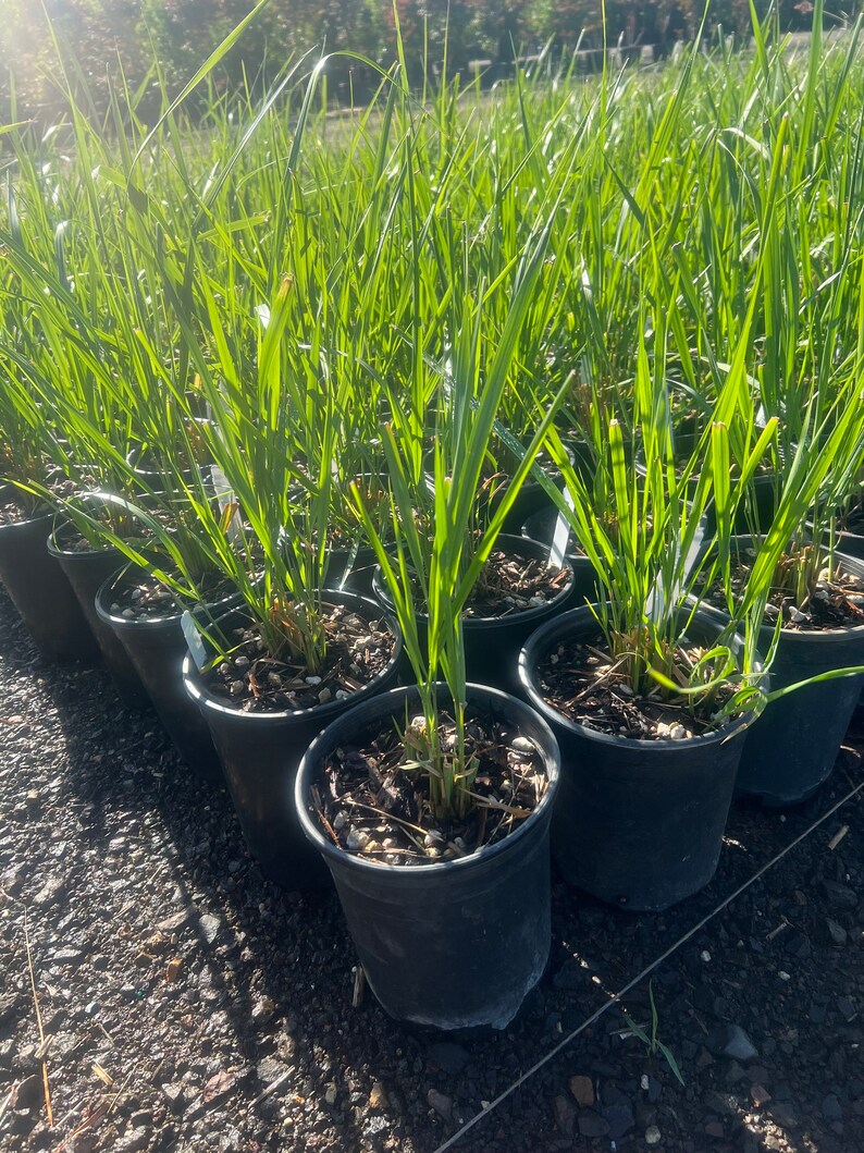 Karl Forester Reed Grass, Calamagrostis 6 Pot 1 Gallon, Fully Rooted ...