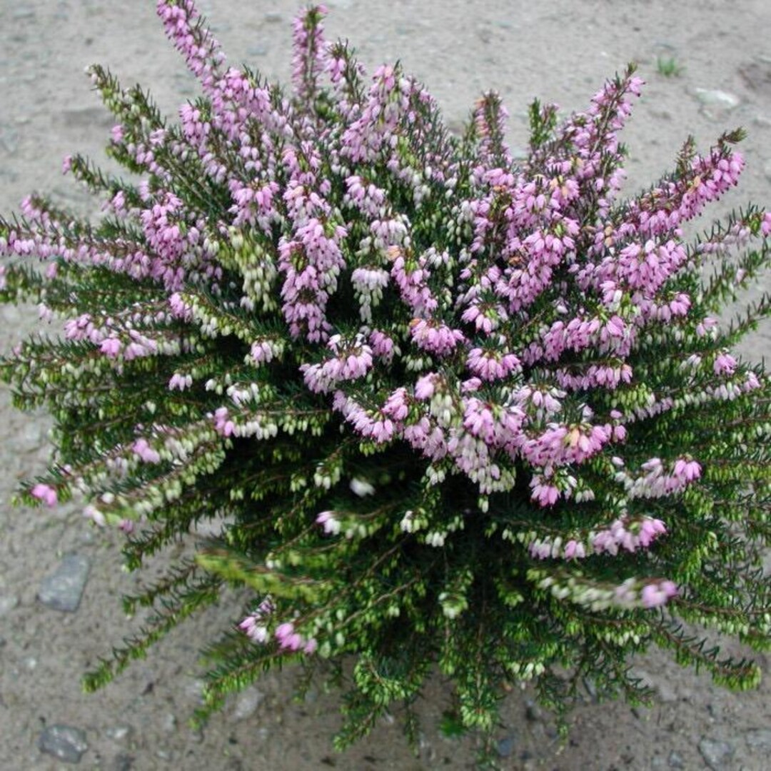 Heather Spring Surprise, Erica X Darleyensis, Soft Pink Winter/spring ...