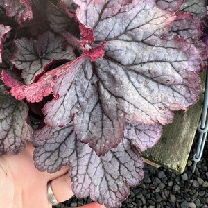 Heuchera 'spellbound' | Coral Bells, Semi-evergreen - Multiple Size ...