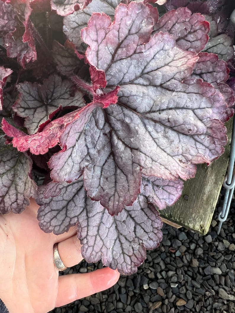 Heuchera 'spellbound' | Coral Bells, Semi-evergreen - Multiple Size ...