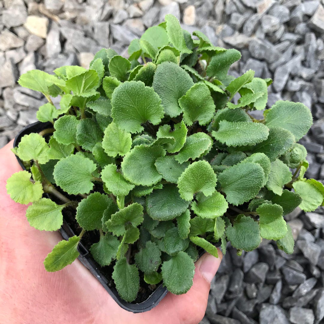 Gunnera Monoica, Dwarf Carpet Gunnera, Compact Evergreen Perennial ...