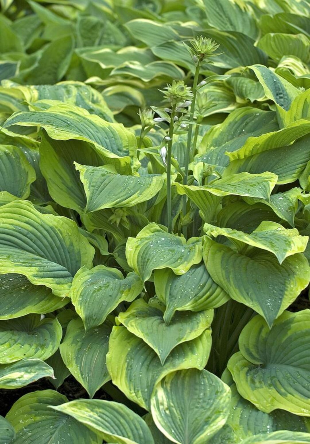 Hosta 'satisfaction' | Large Variegated Blue-green and Creamy Gold ...