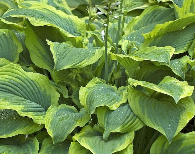 Hosta 'satisfaction' | Large Variegated Blue-green and Creamy Gold ...