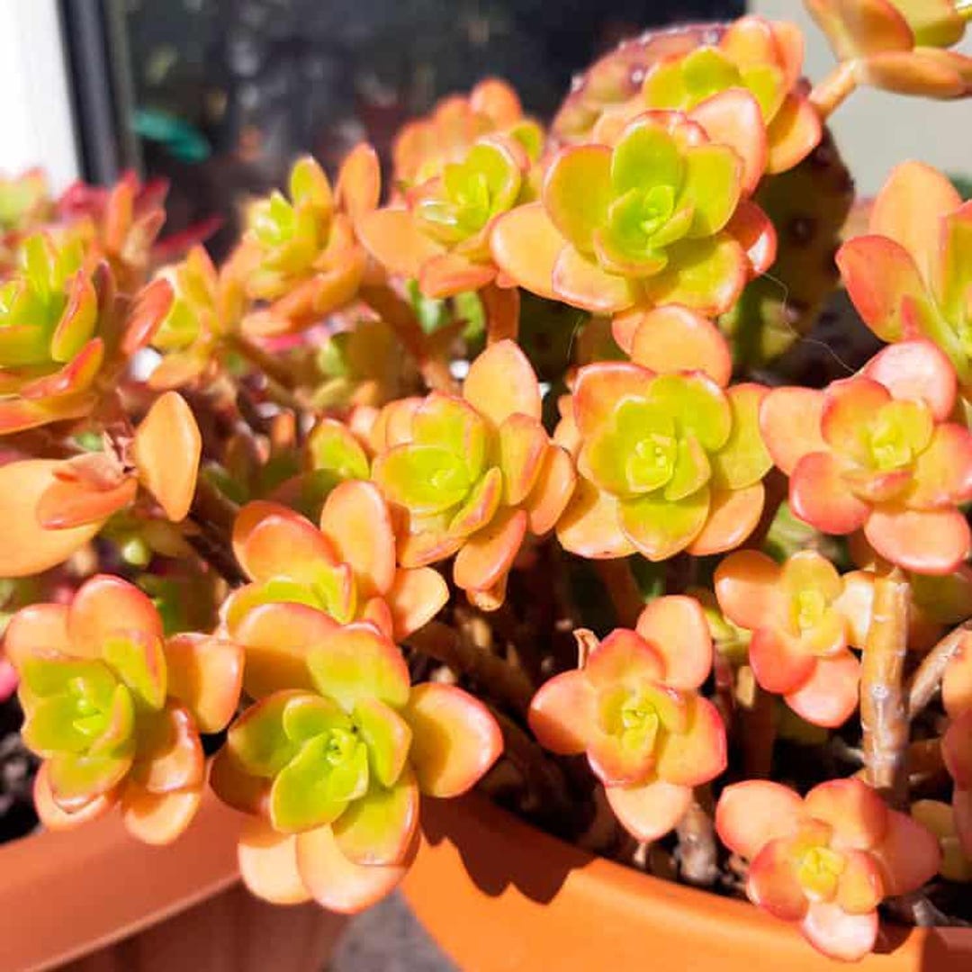 Sedum Confusum | Mexican Stonecrop | Evergreen | Drought-tolerant ...