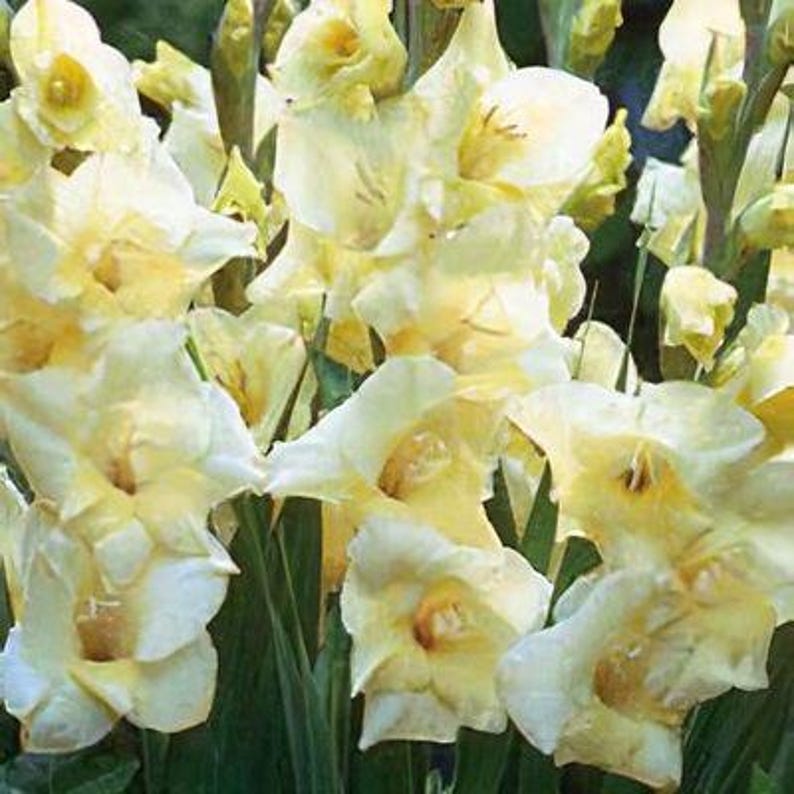 Gladiolus Glamini 'charlotte' | Soft Yellow Compact Sword Lily - Spring ...