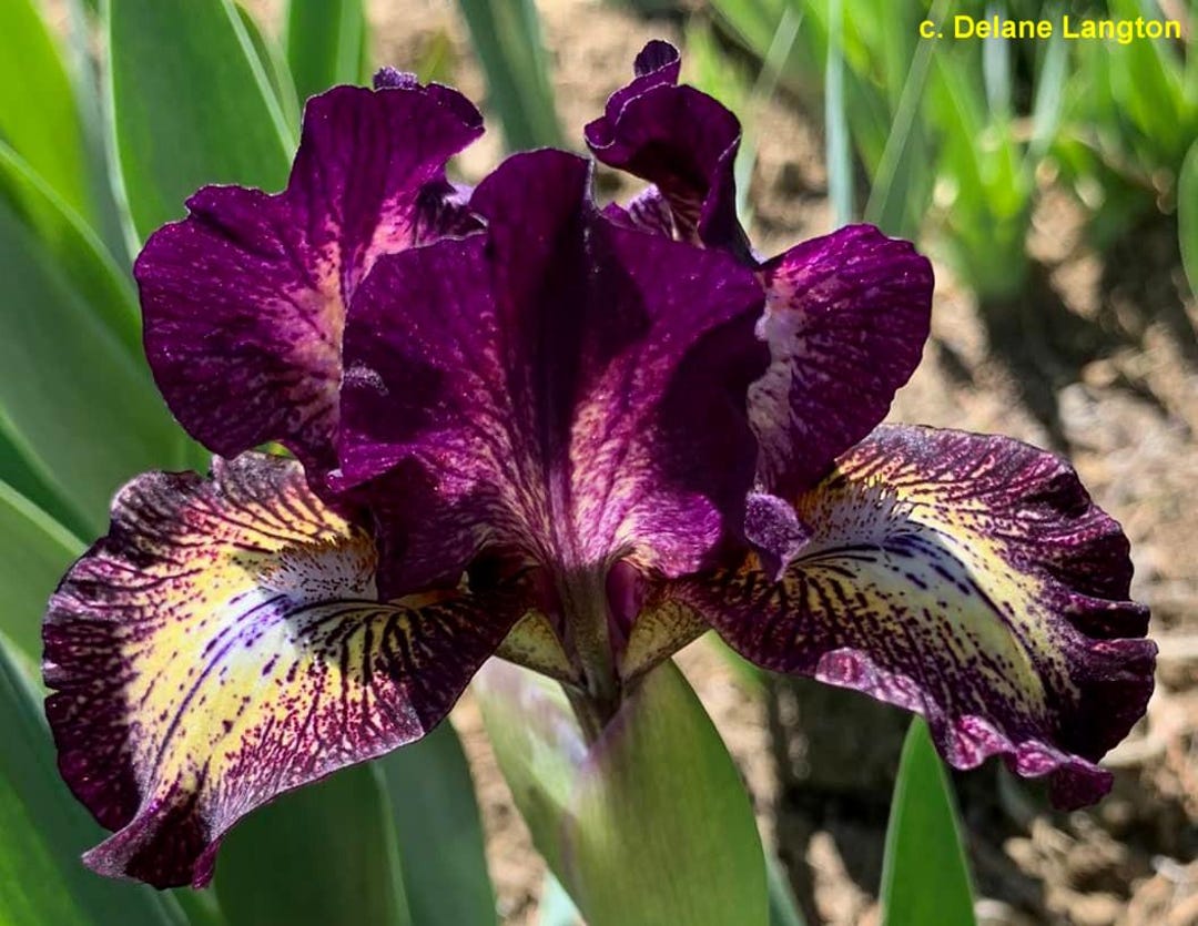 Iris 'ruby Eruption' | Dwarf Bearded Iris | Reblooming Perennial | 1 ...