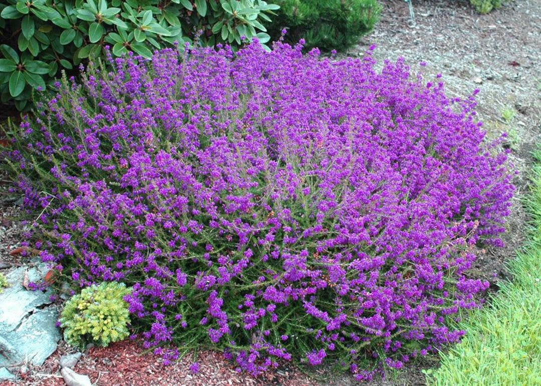 Erica Cinerea 'P.S. Patrick' | Summer/fall Blooming Scottish Heather ...