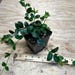 Vinca Minor 'bowles Blue' | Common Periwinkle, Evergreen Groundcover - Etsy