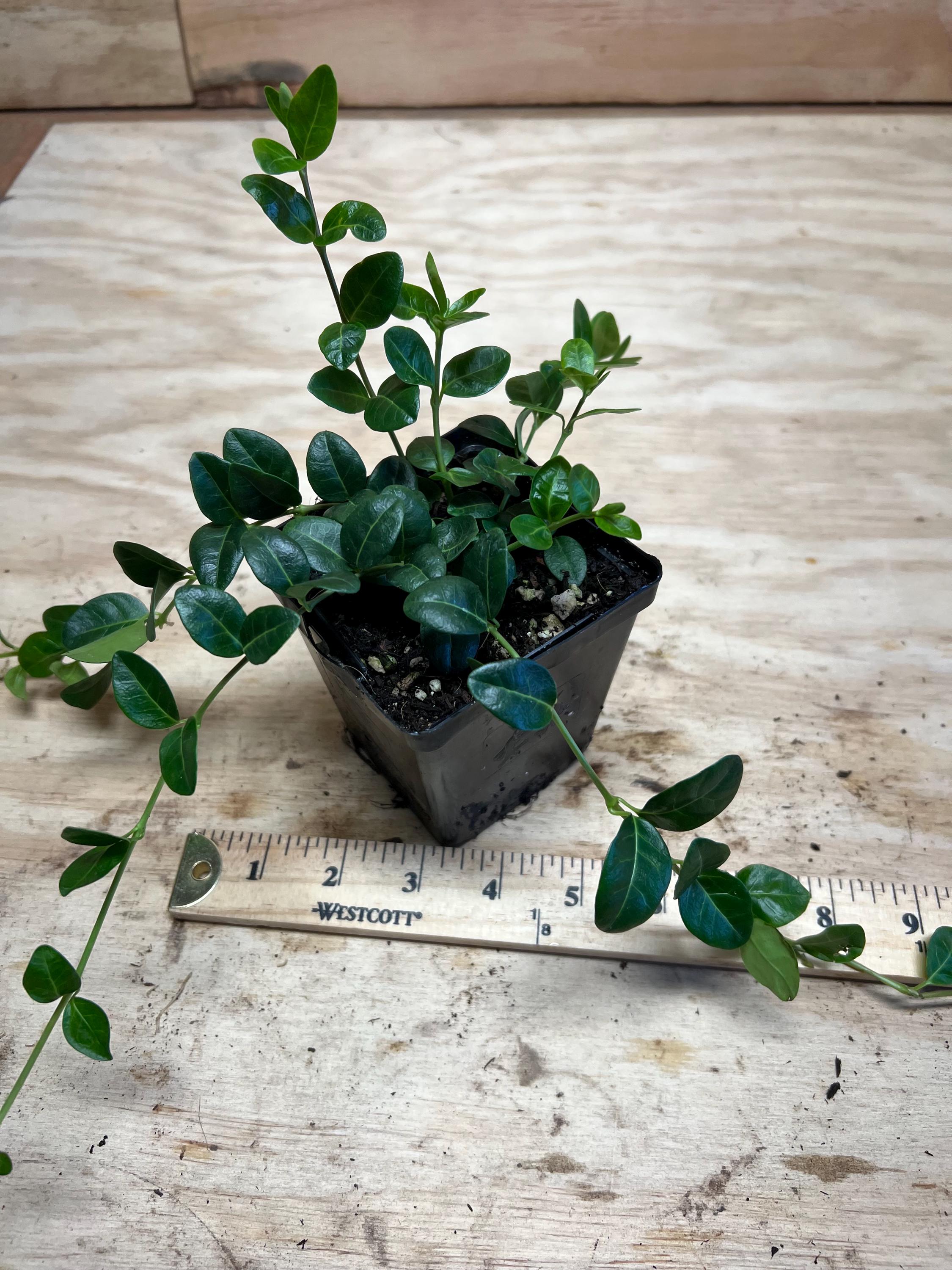 Vinca Minor 'bowles Blue' | Common Periwinkle, Evergreen Groundcover - Etsy