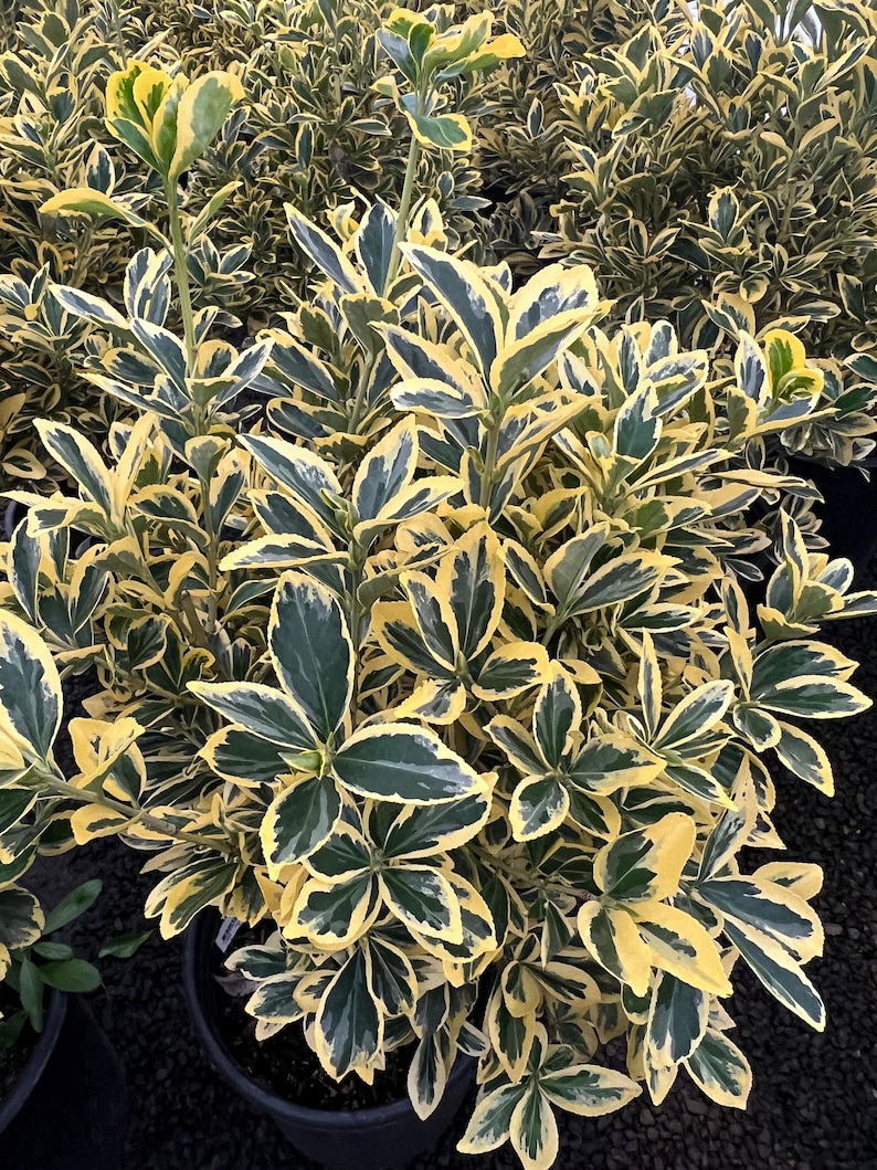 Euonymus Japonicus 'chollipo' | Low Maintenance Evergreen Shrub - 1 ...