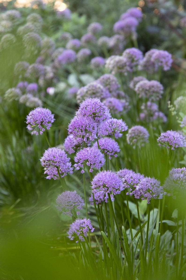 PRE-ORDER Fall Bulbs - Allium ‘millennium’ | Perennial Ornamental Onion ...