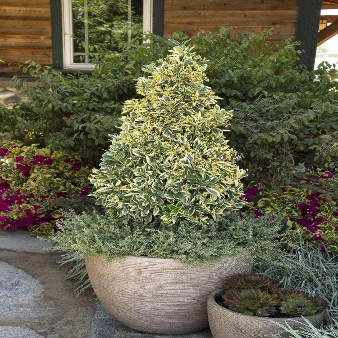 Euonymus Japonicus ‘silver King’ | Low Maintenance Evergreen Shrub - 1 ...