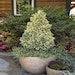 Euonymus Japonicus ‘silver King’ | Low Maintenance Evergreen Shrub - 1 ...