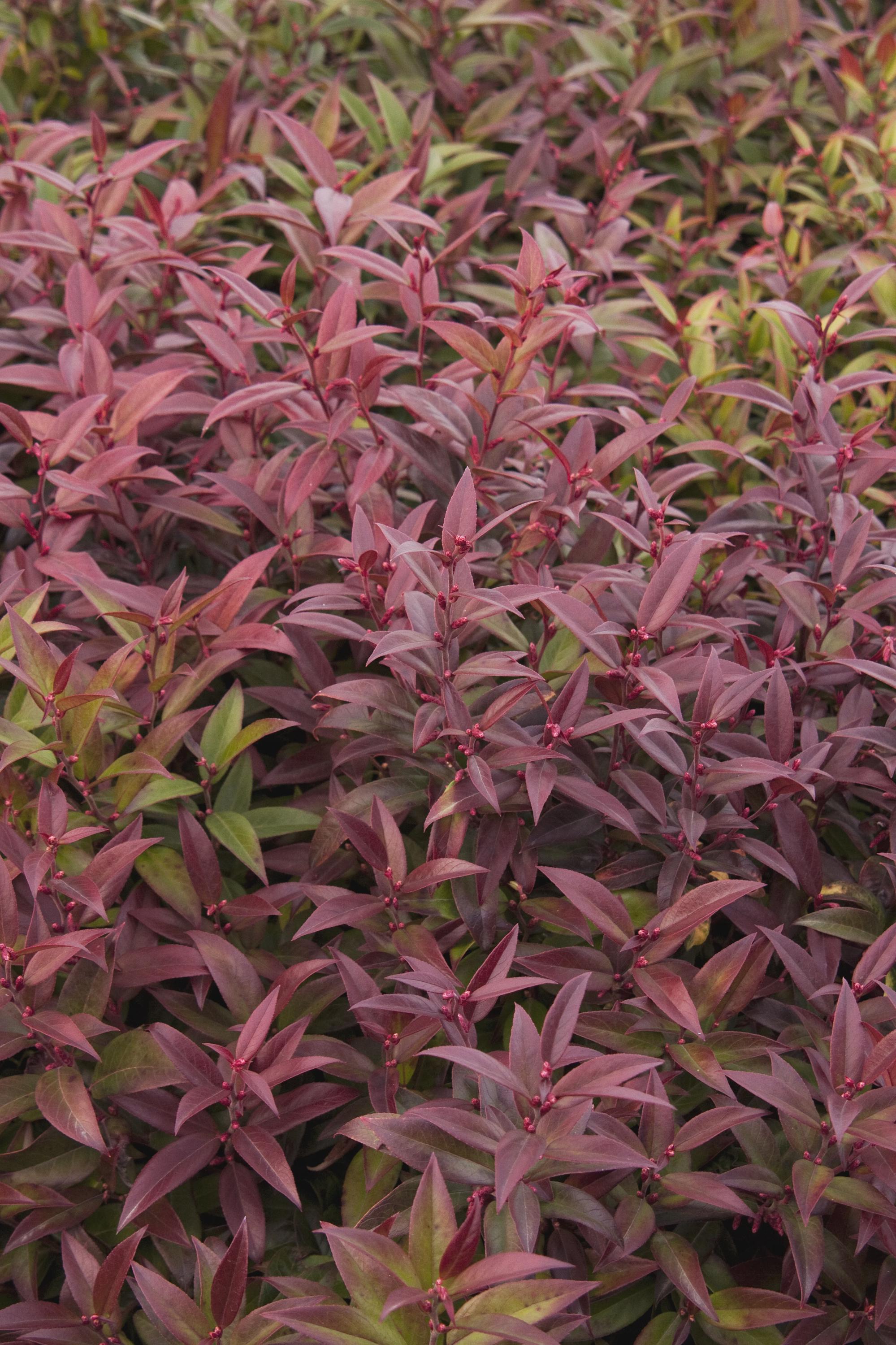 Leucothoe Fontanesiana 'scarletta' | Scarlet Fetterbush, Unique Foliage ...