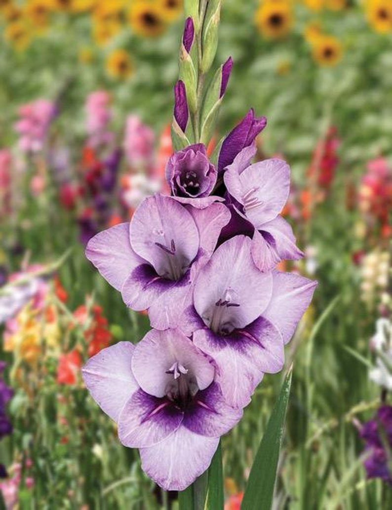 Gladiolus Glamini 'tina' | Purple Compact Sword Lily - Spring Bulbs - Etsy
