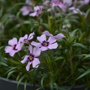Phlox Subulata 'eye Caramba' Creeping Phlox Evergreen Groundcover 3.5 ...