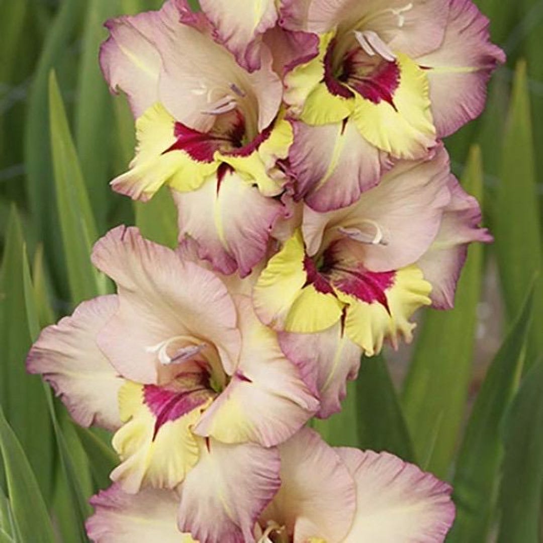 Gladiolus 'sapporo' | Multi-colored Sword Lily, Tall Cut Flowers ...