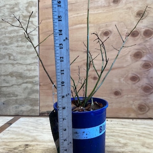 Berry Plant | Blueberry Toro Variety | Deciduous Fruiting Shrub ...