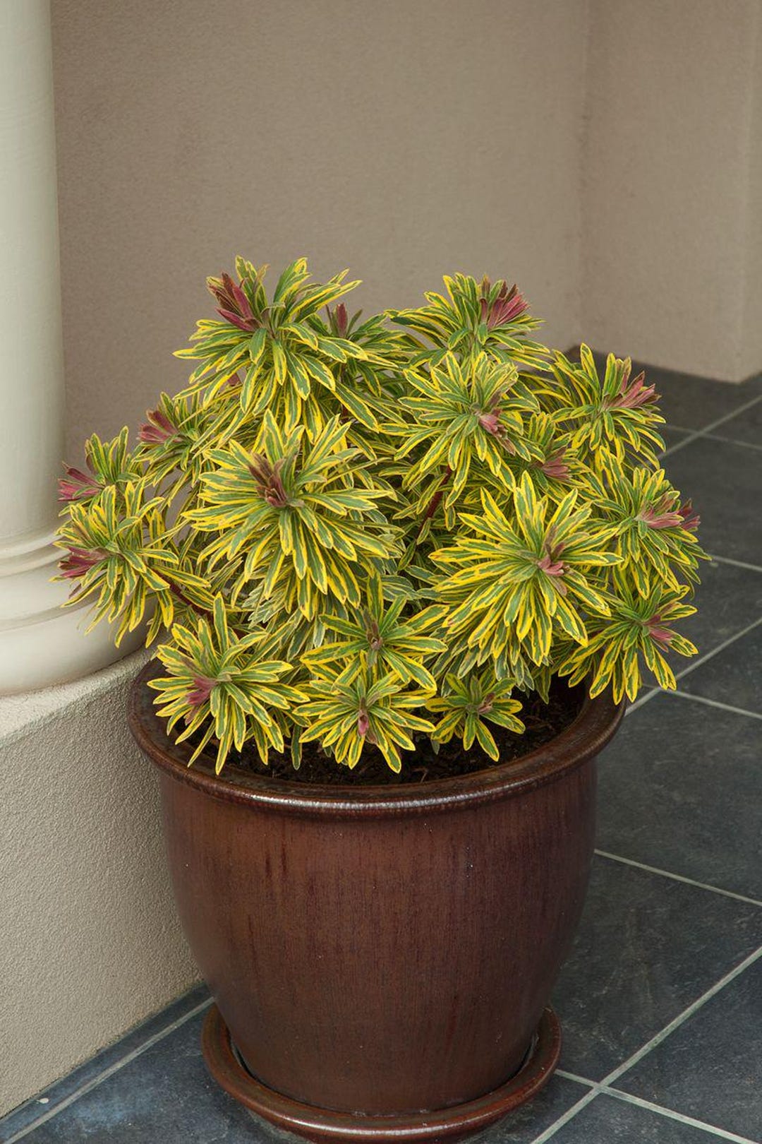 Euphorbia 'ascot Rainbow' | Tri-color Spurge, Evergreen - Etsy