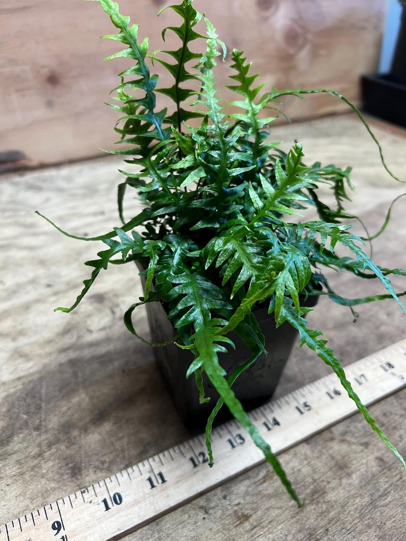 Asplenium Ebenoides | Dragon’s Tail Fern, Unique Hardy Evergreen Fern ...