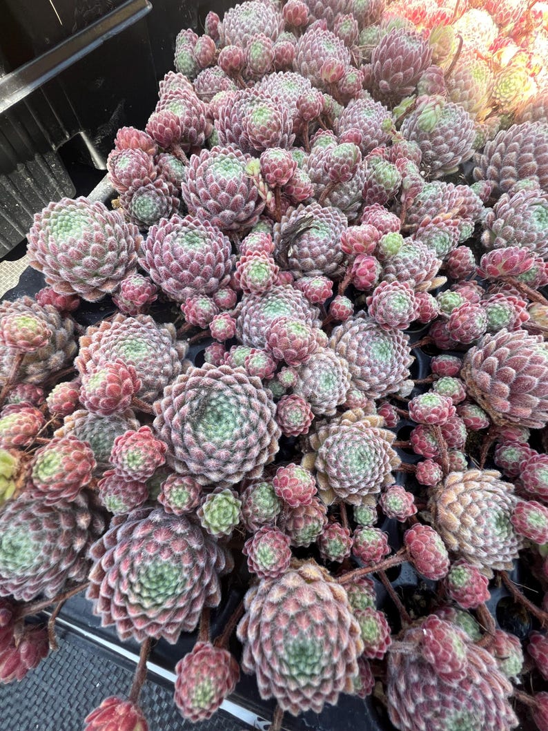 Sempervivum 'pacific Plum Fuzzy' | Maroon and Green Hens and Chicks ...
