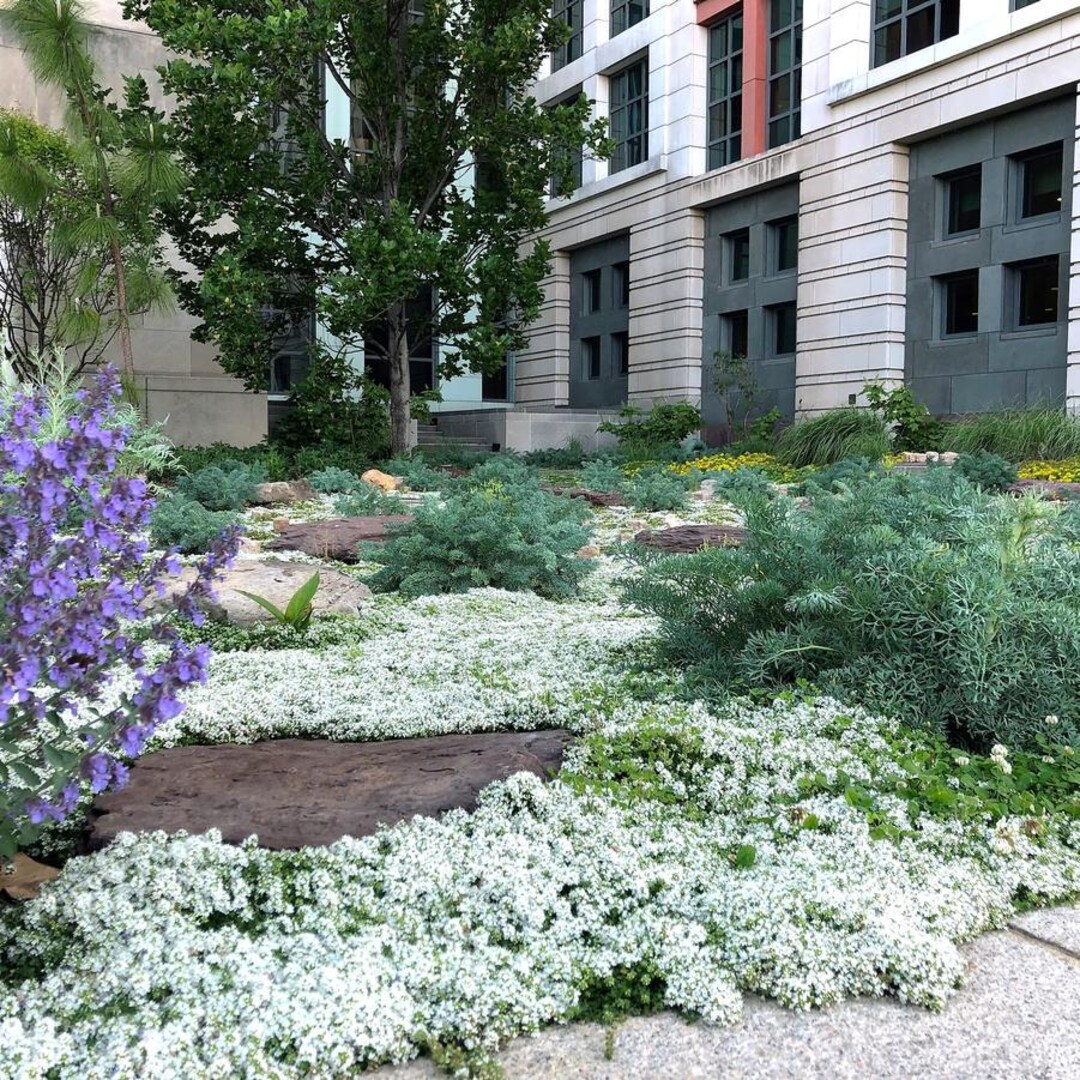 Thymus Praecox 'alba' | Fragrant Dwarf Creeping Thyme - Etsy