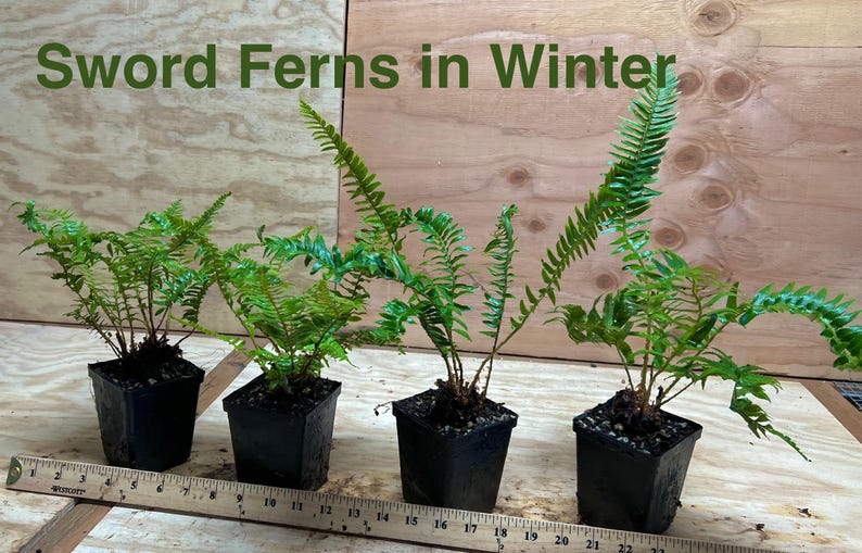 Polystichum Munitum | Western Sword Fern, Evergreen - Pacific Northwest ...