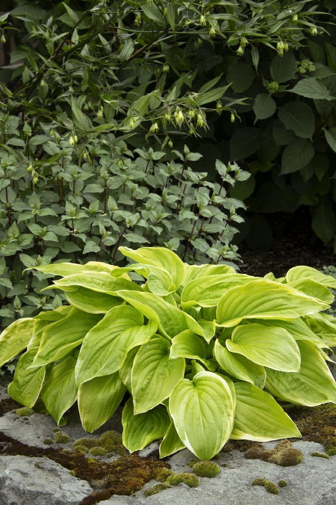 PRE-ORDER Fall Bareroot - Hosta 'fragrant Bouquet' | Variegated Apple ...