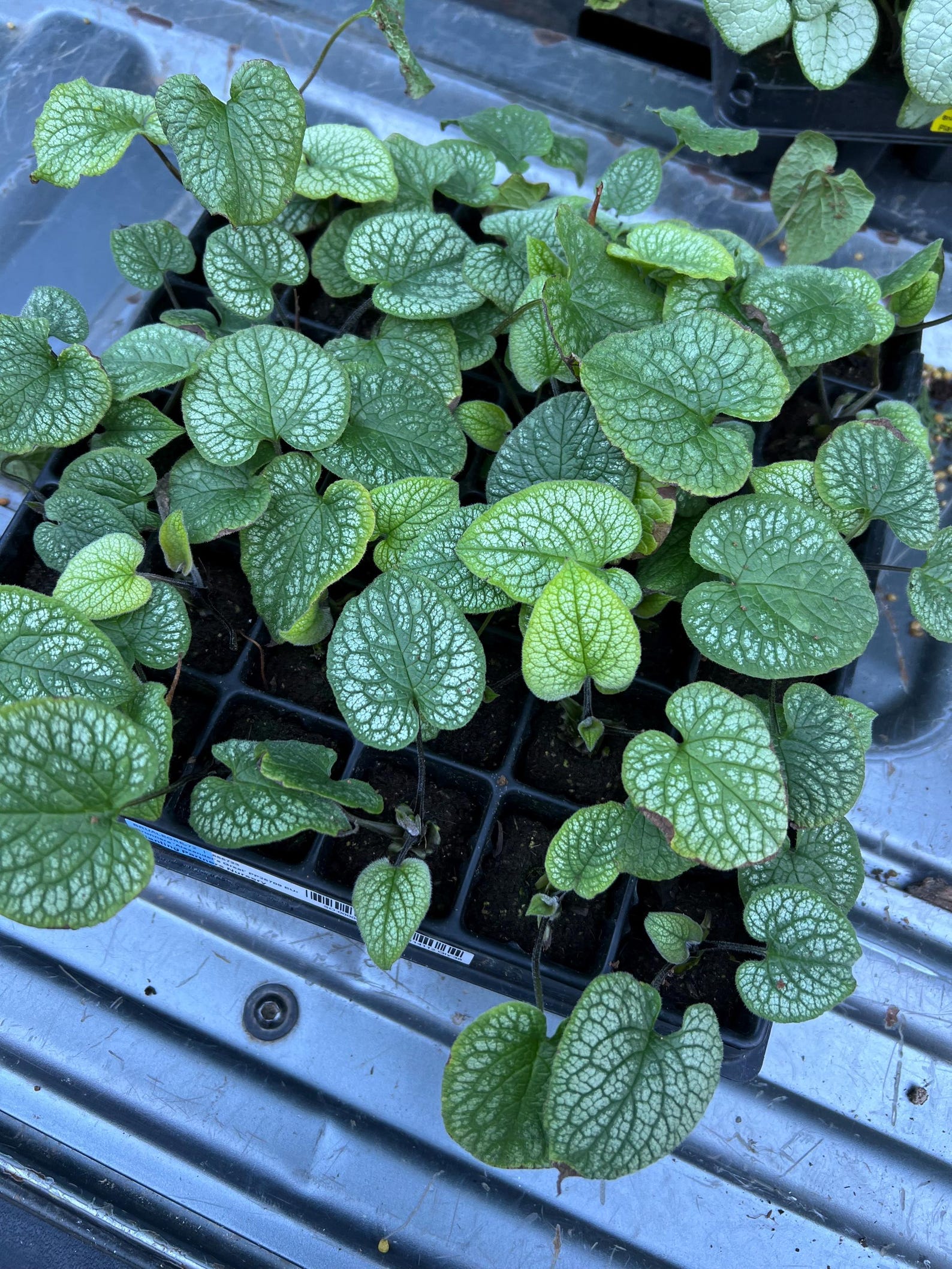 Brunnera Macrophylla 'alexander's Great' | Siberian Bugloss - Etsy