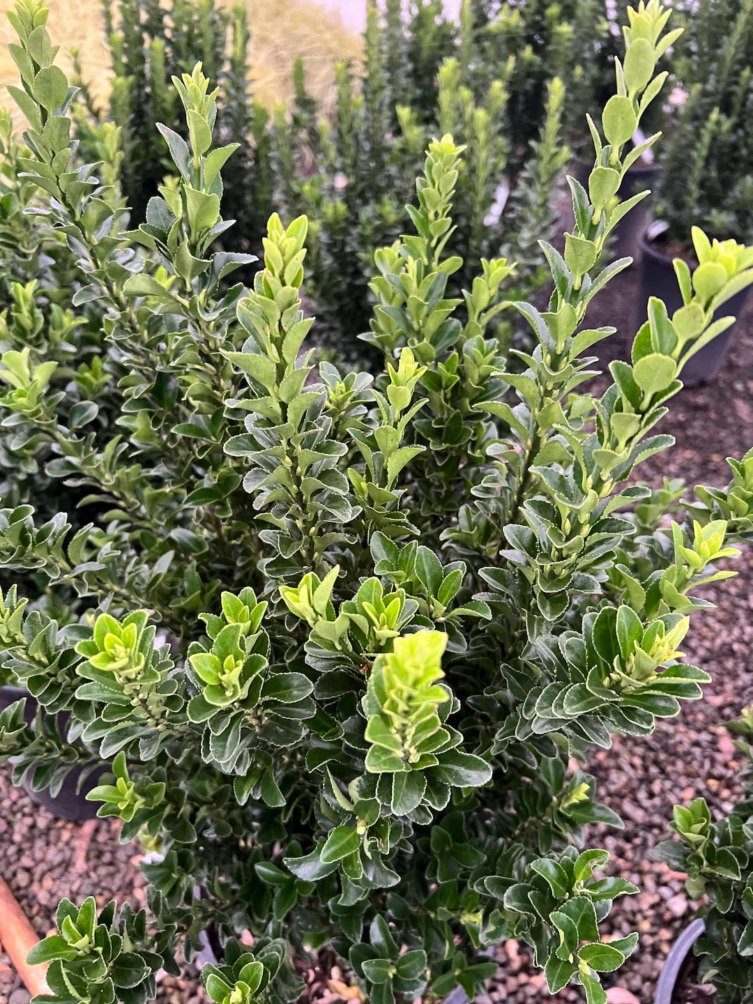 Euonymus Japonicus 'greenspire' | Columnar Japanese Spindle, Low ...