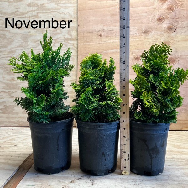 Dwarf Cypress - Etsy