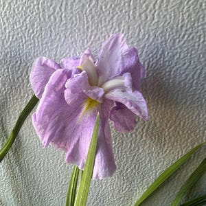 Iris Ensata 'hatsu Kagami' | Pink Japanese Water Iris | Elegant Summer ...