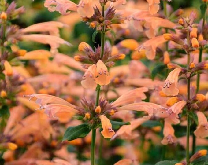 Agastache Mango Tango, Rich Mango Orange Hummingbird Plant PP28747 ...