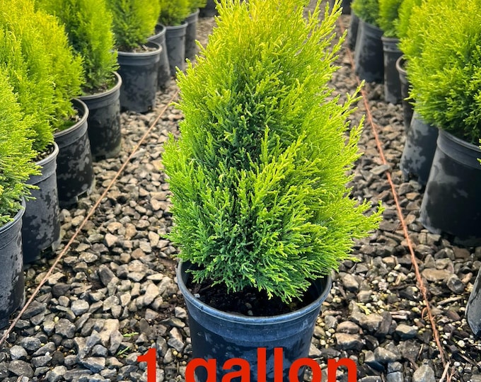 Cupressus Macrocarpa 'wilma Goldcrest' | Lemon Cypress | the "grinch ...